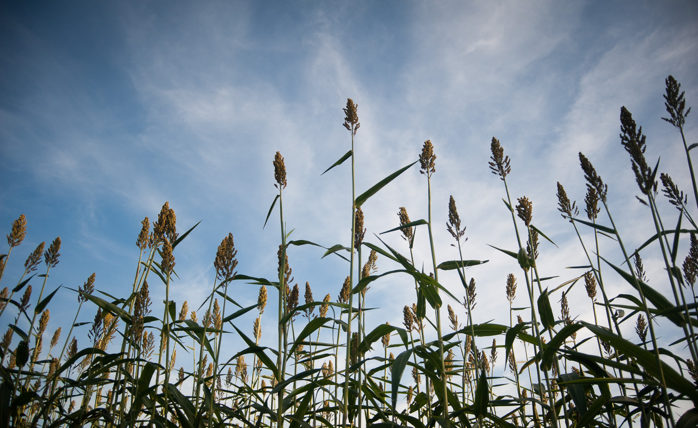 Fall Field – (in)courage